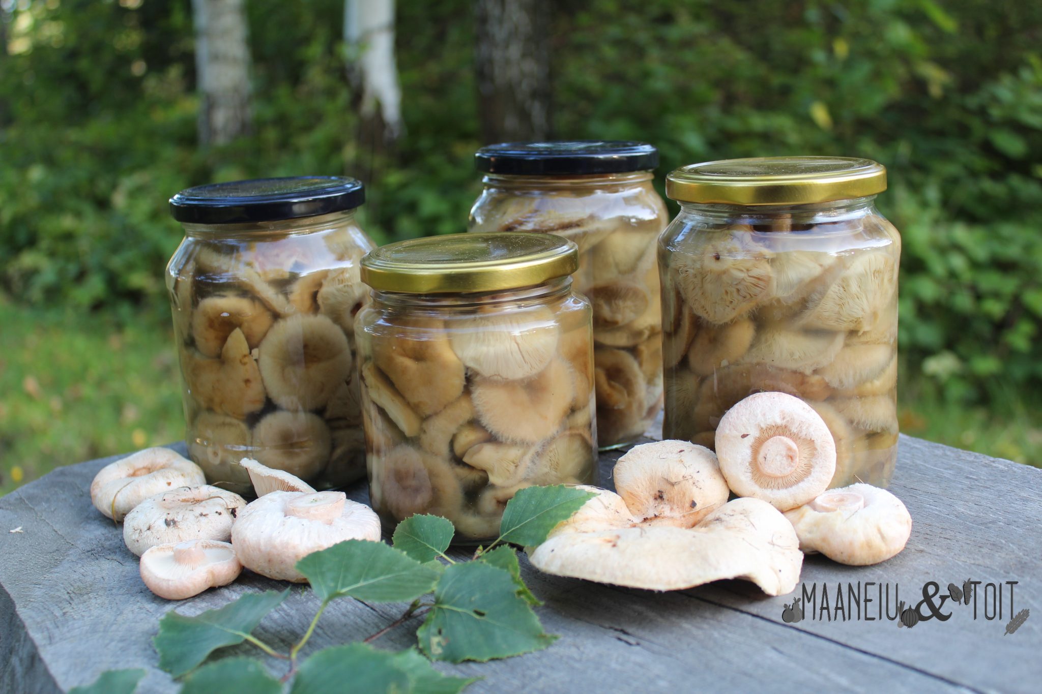 Soolatud seened – purki – Maaneiu & Toit