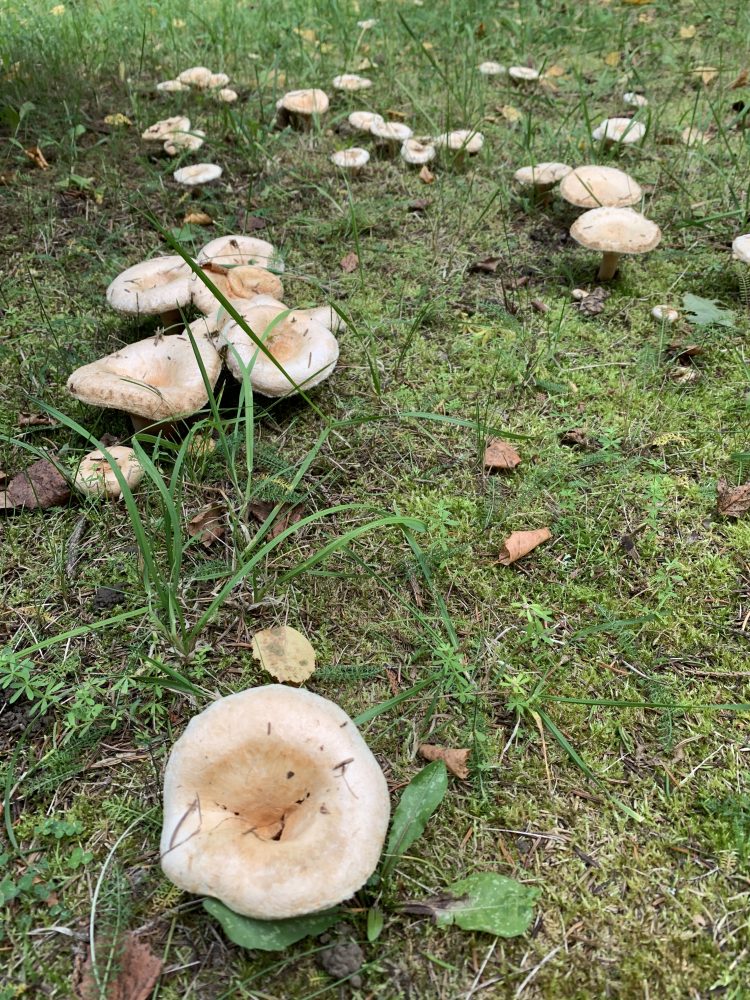 Soolatud seened – purki – Maaneiu & Toit