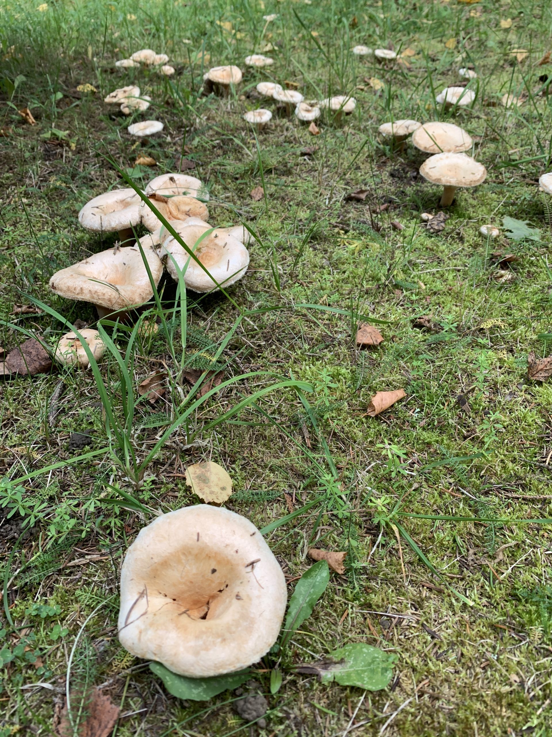 Soolatud seened – purki – Maaneiu & Toit