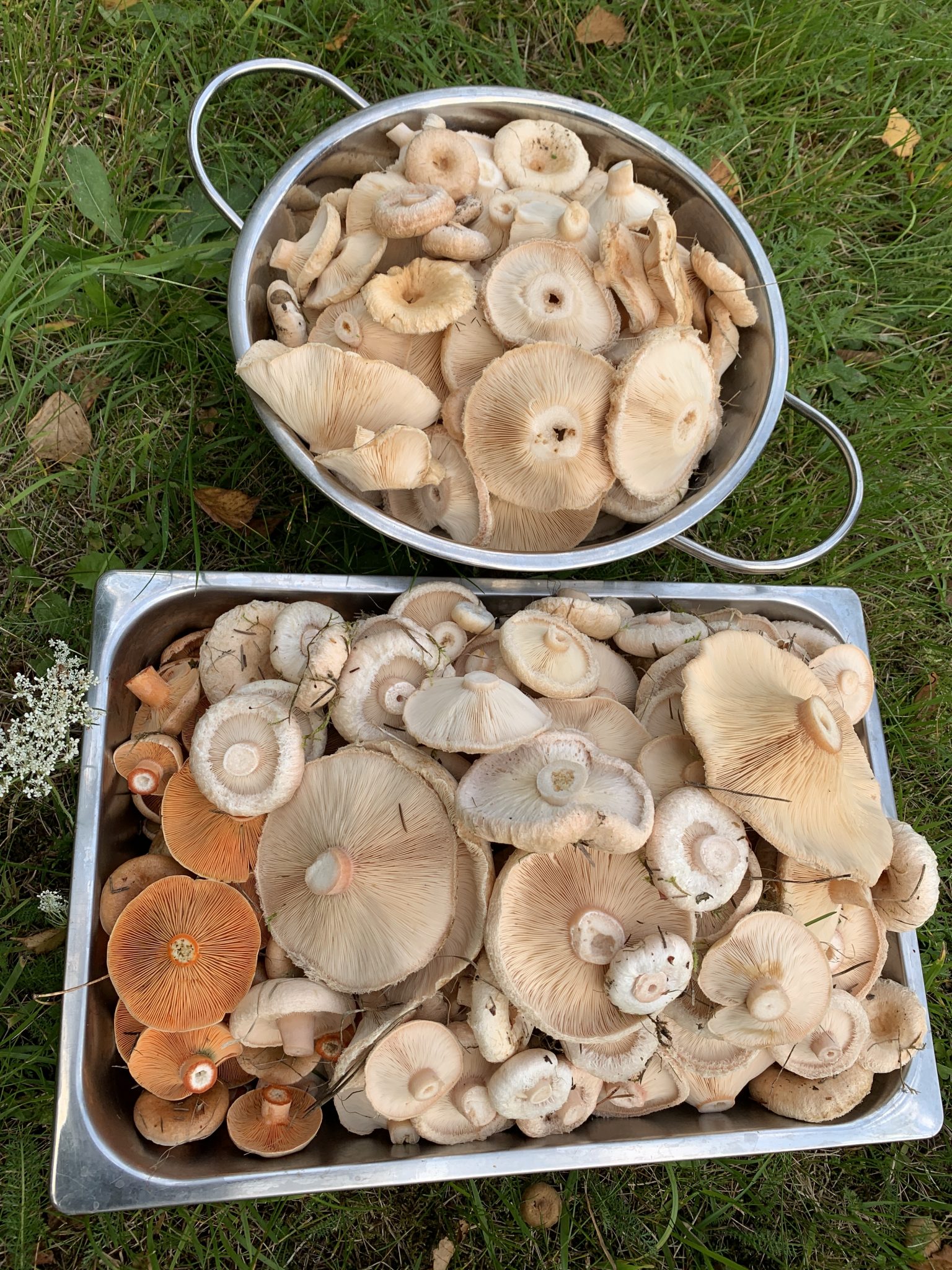 Soolatud seened – purki – Maaneiu & Toit