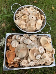 Soolatud seened – purki – Maaneiu & Toit