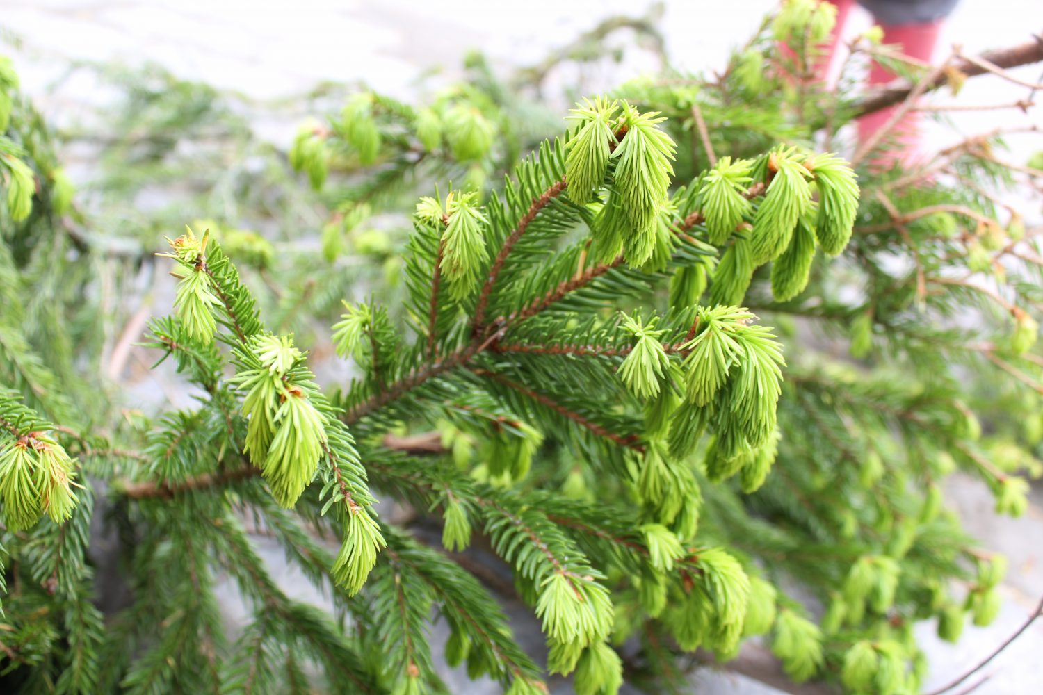 Kuusevõrsesiirup – Maaneiu & Toit